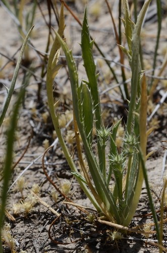 California eryngo (Eryngium aristulatum) Flower, Leaf, Care, Uses ...