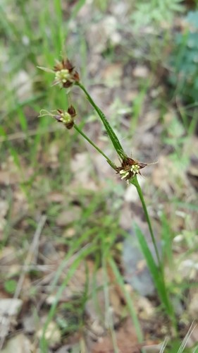 Luzula comosa - PictureThis