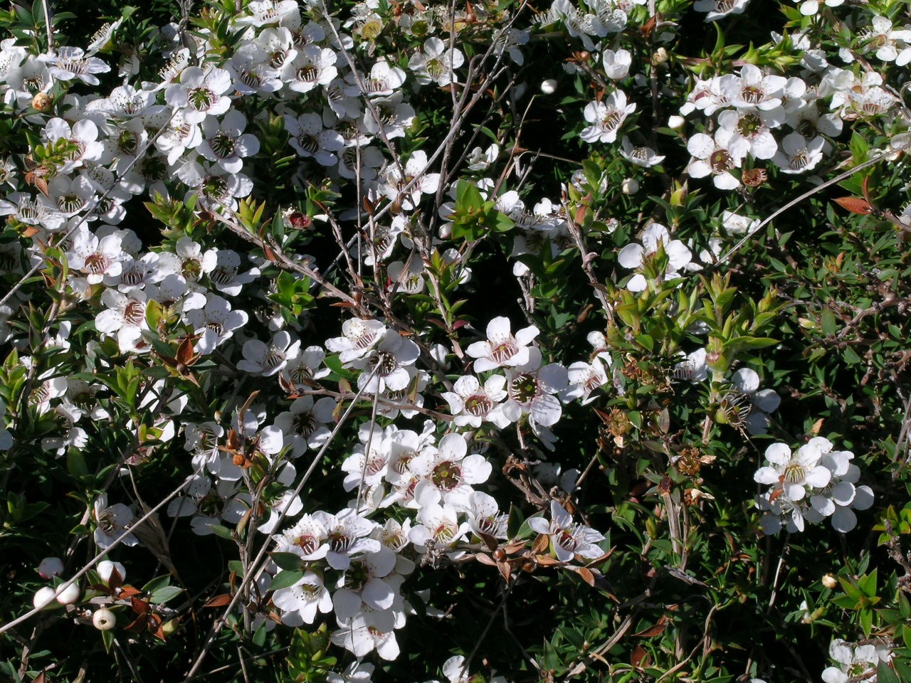 Prickly tea-tree (Leptospermum continentale) Flower, Leaf, Care, Uses ...