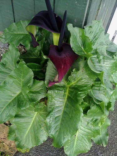 Black calla (Arum palaestinum) Flower, Leaf, Care, Uses - PictureThis