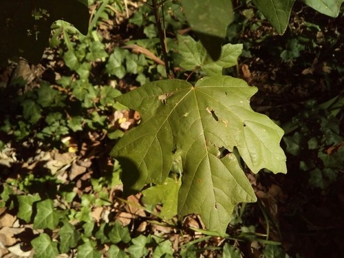 How to Plant and Grow Southern Sugar Maple(Acer barbatum)