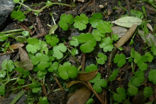 Hydrocotyle americana var. heteromeria - PictureThis