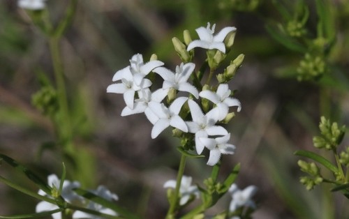 Stenaria Flower, Leaf, Care, Uses - PictureThis
