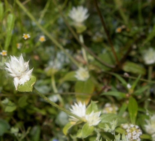Amor seco (Gomphrena nitida) - PictureThis