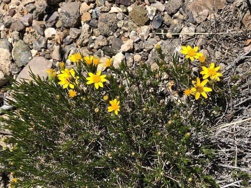 Contrahierba (Thymophylla acerosa) - PictureThis