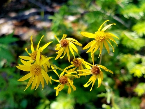 Packera indecora - PictureThis