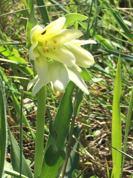 Fritillaria liliacea - PictureThis