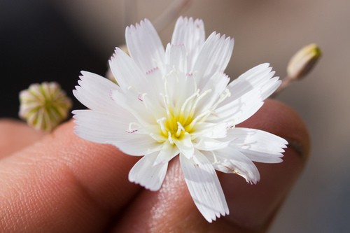 Parachute plant (Atrichoseris platyphylla) Flower, Leaf, Care, Uses ...