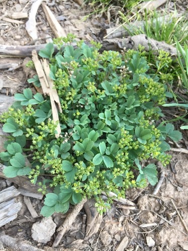 Creeping sibbaldia (Sibbaldia procumbens) Flower, Leaf, Care, Uses ...
