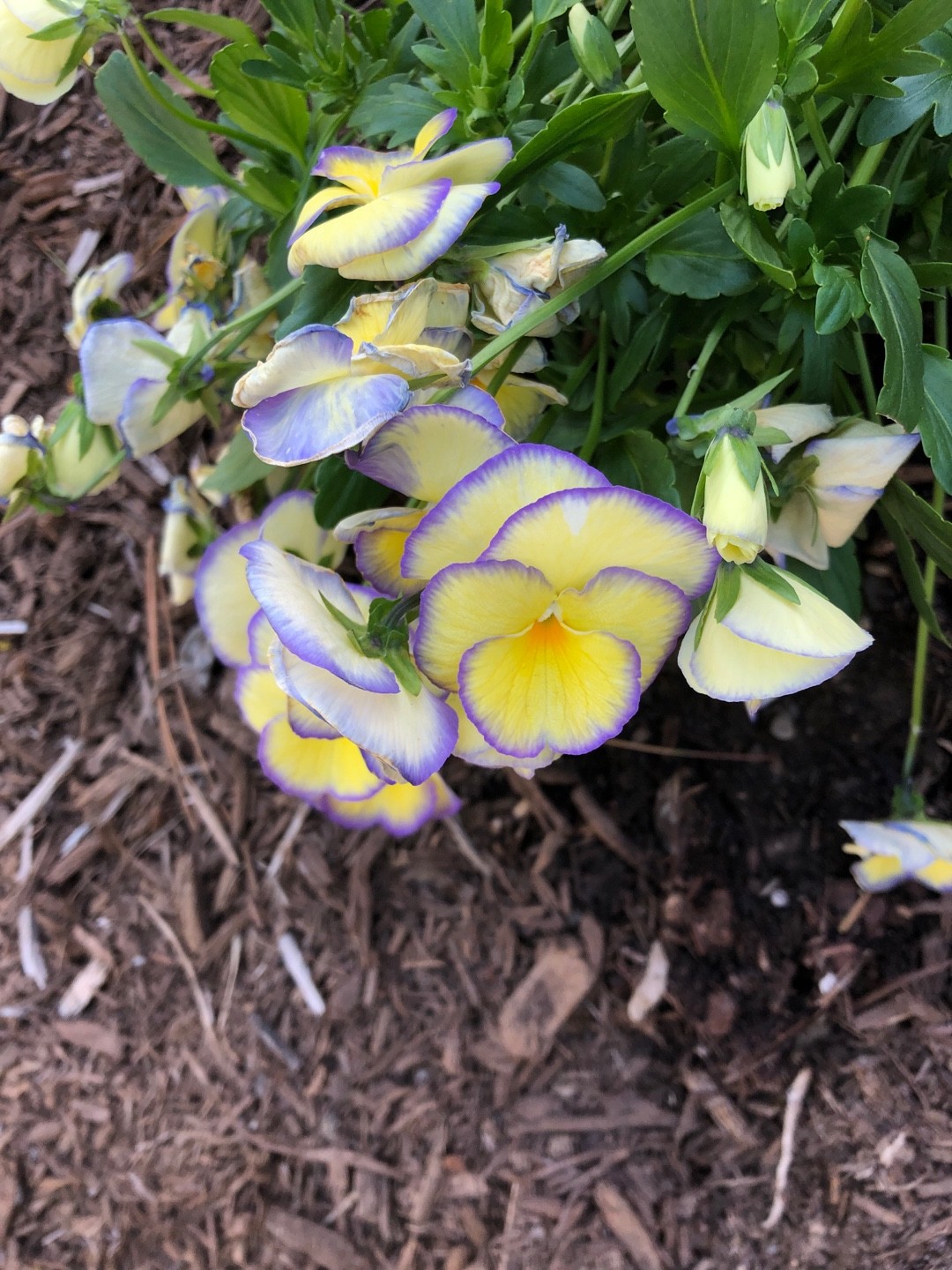 Violets (Viola) Flower, Leaf, Care, Uses - PictureThis