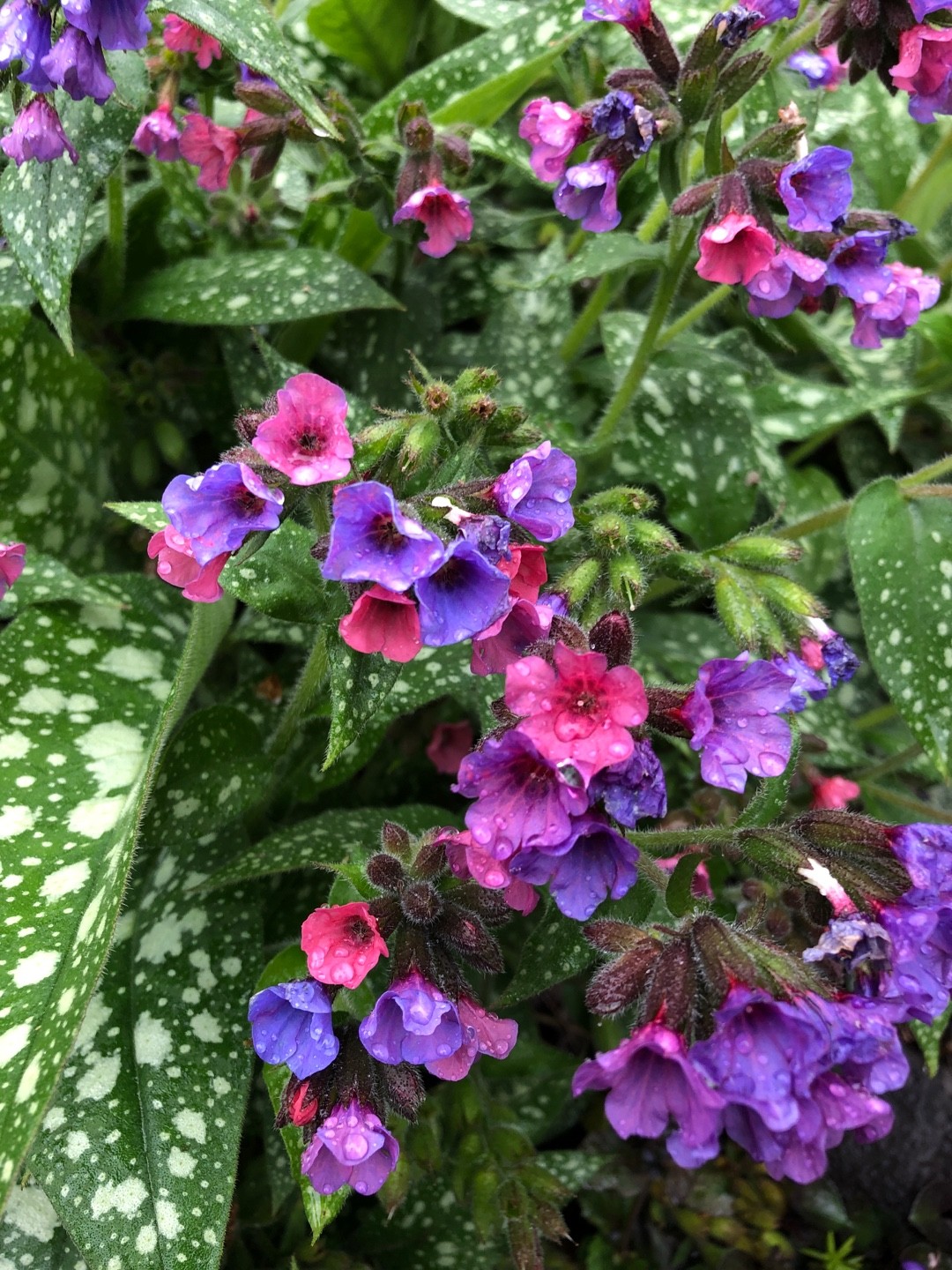 Pulmonaria angustifolia 'Victorian Brooch' - PictureThis
