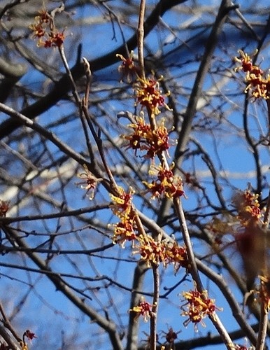 Hamamelis vernalis - PictureThis