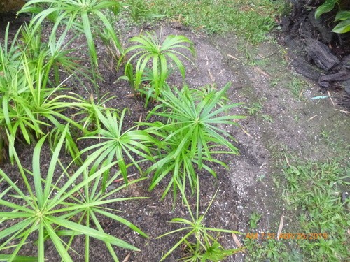 Cibora zmienna (Cyperus alternifolius) - PictureThis