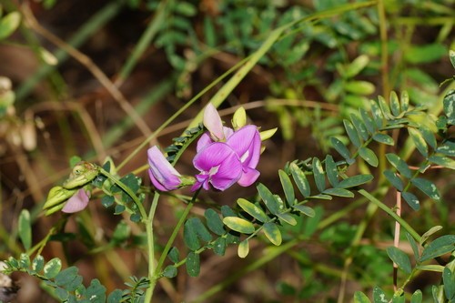 Swainsona galegifolia - PictureThis