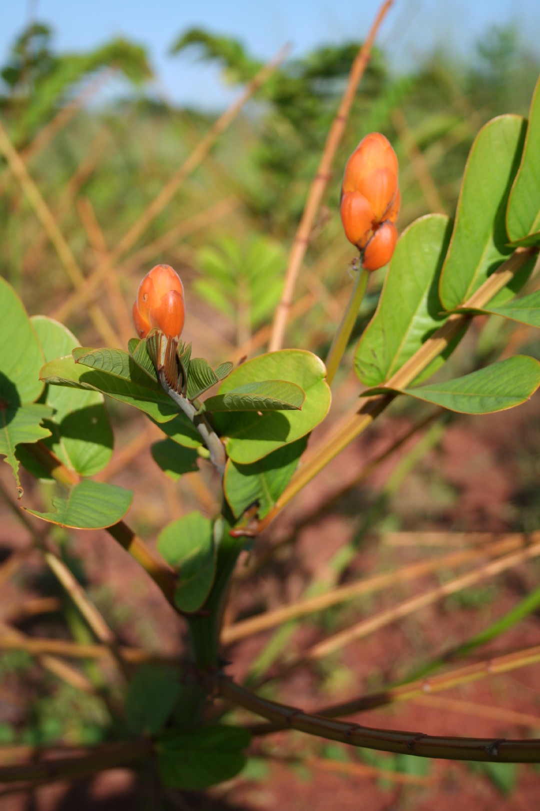 Flor del secreto (Senna alata) - PictureThis