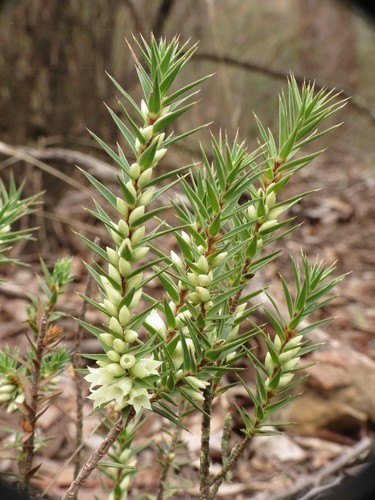 Melichrus Flower, Leaf, Care, Uses - PictureThis