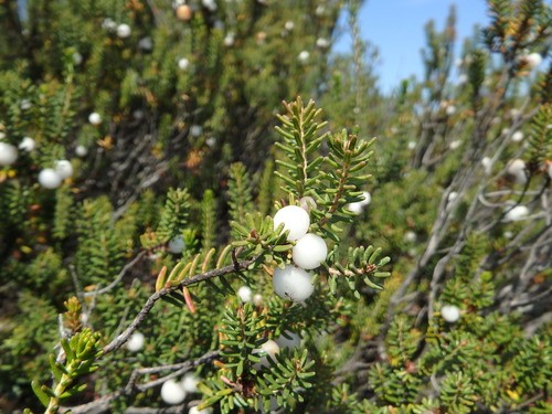 Corema album - PictureThis