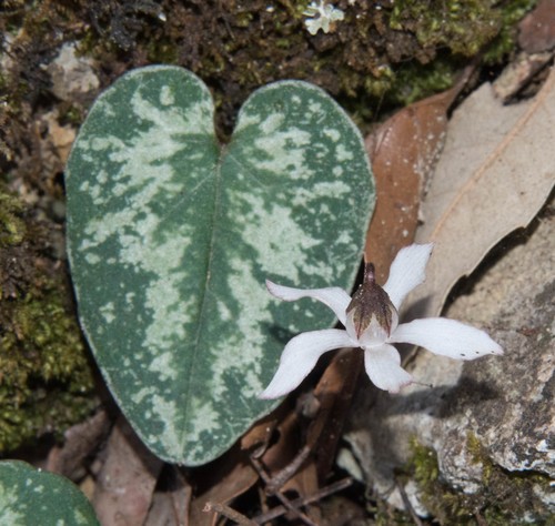 Majorca cyclamen (Cyclamen balearicum) Flower, Leaf, Care, Uses ...