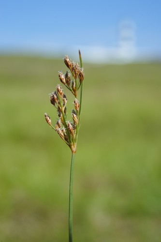 Forked fimbry (Fimbristylis dichotoma) Flower, Leaf, Care, Uses ...