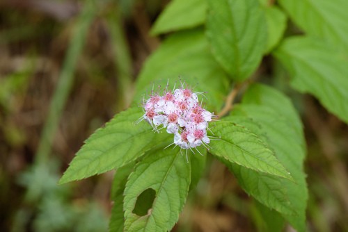 Spiraea formosana Flower, Leaf, Care, Uses - PictureThis
