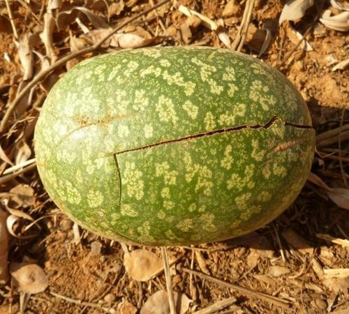Sandía (Citrullus lanatus) - PictureThis