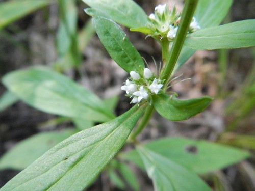 Smooth false buttonweed (Spermacoce glabra) Flower, Leaf, Care, Uses ...