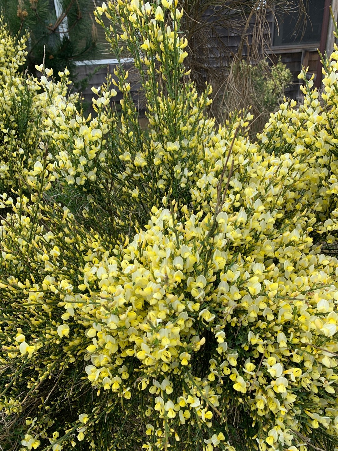 Brooms Care (Watering, Fertilize, Pruning, Propagation) - PictureThis