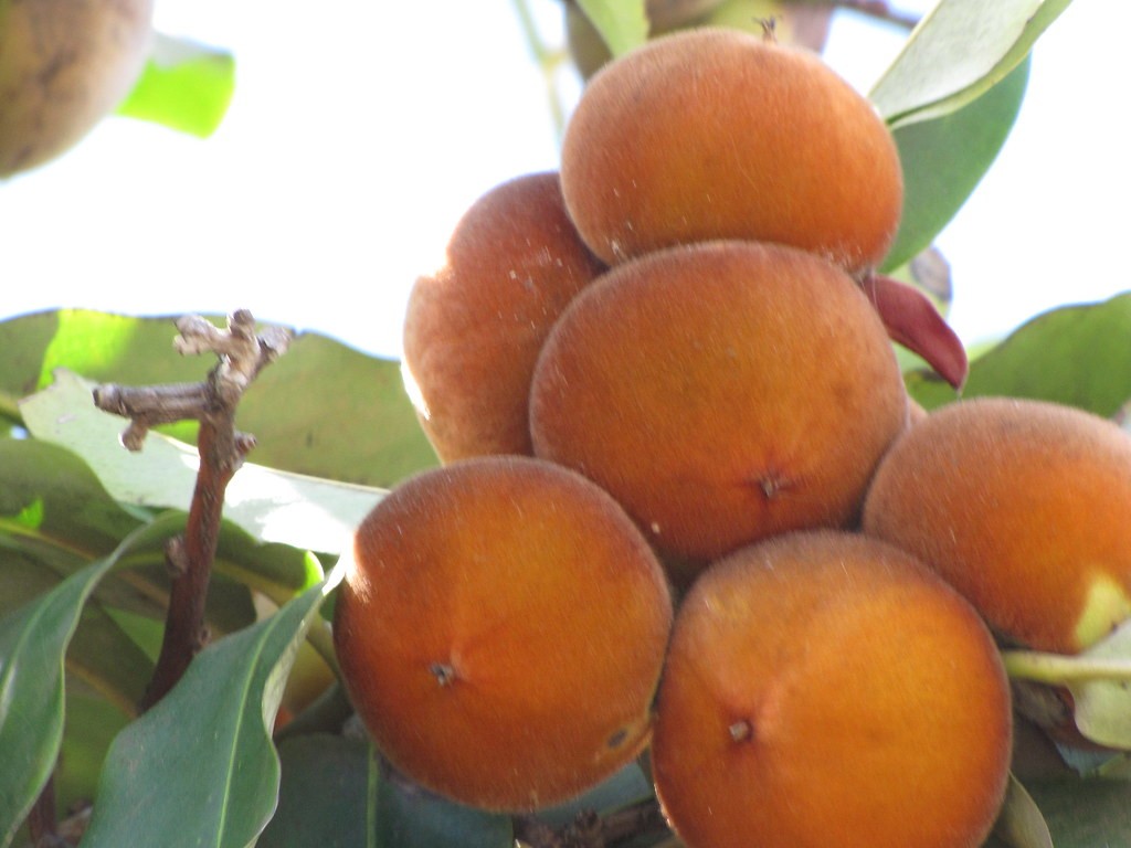 Mabolo (Diospyros discolor) - PictureThis