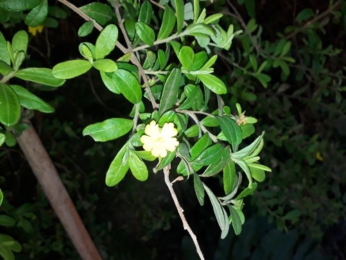 Dillenia (Dilleniaceae) Flower, Leaf, Care, Uses - PictureThis