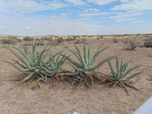 Maguey cenizo (Agave asperrima) - PictureThis