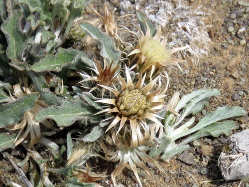 Dicoma capensis - PictureThis