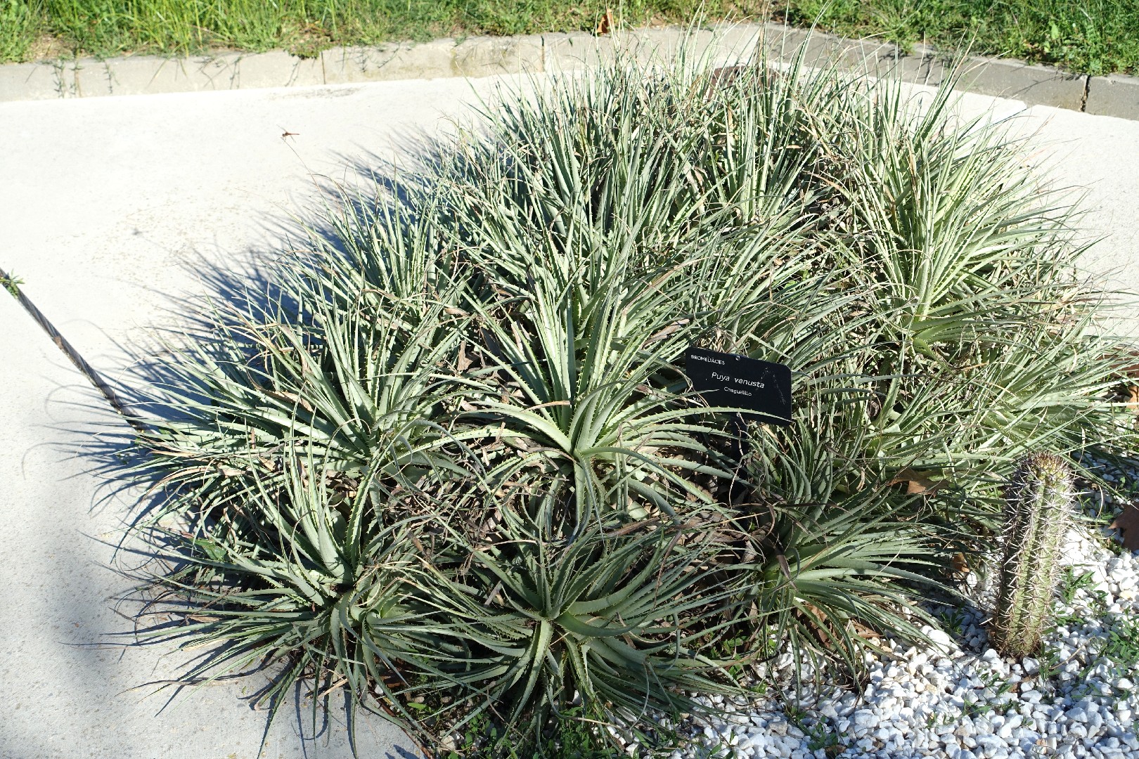 Puya venusta - PictureThis