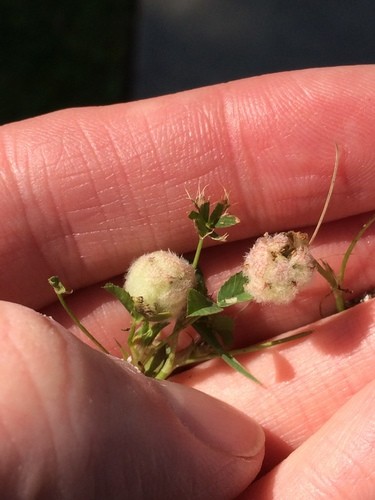 Woolly clover (Trifolium tomentosum) Flower, Leaf, Care, Uses - PictureThis