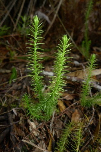 Lateristachys lateralis Flower, Leaf, Care, Uses - PictureThis