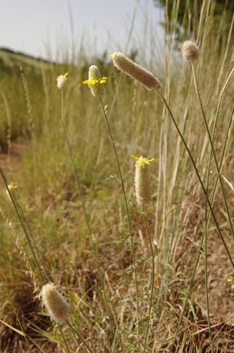 Dalea aurea - PictureThis