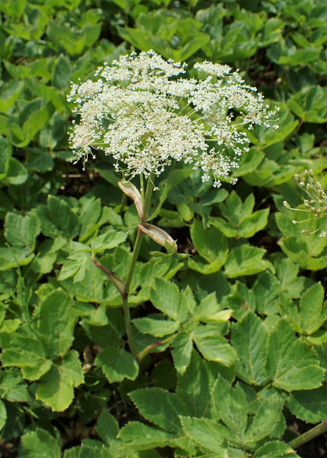 Imperatoria (Imperatoria ostruthium) - PictureThis