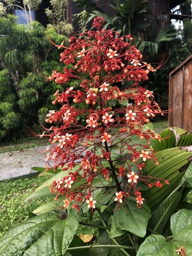 Pagoda flower (Clerodendrum paniculatum) Flower, Leaf, Care, Uses ...