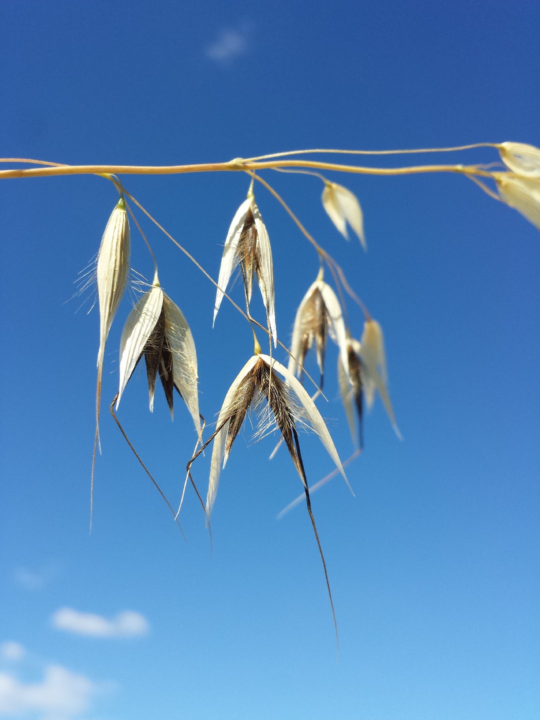 Avena loca (Avena fatua) - PictureThis