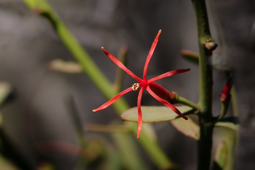 Ligaria - PictureThis
