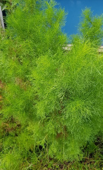 Prangos Flower, Leaf, Care, Uses - PictureThis