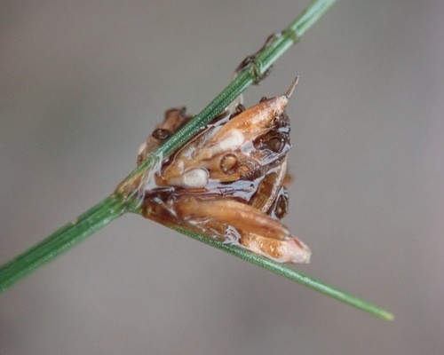 Ficinia acuminata - PictureThis