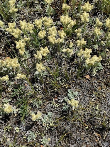 Antennaria parvifolia - PictureThis