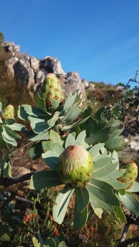 Protea nitida 花言葉，毒性，よくある質問 - PictureThis