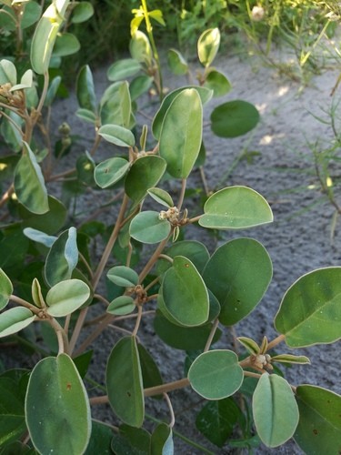 Gulf croton (Croton punctatus) Flower, Leaf, Care, Uses - PictureThis