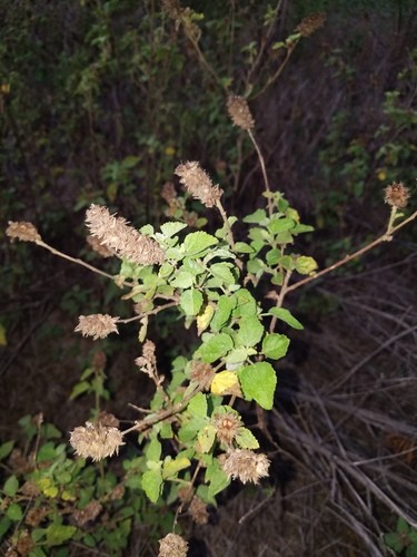 Malvastrum americanum - PictureThis