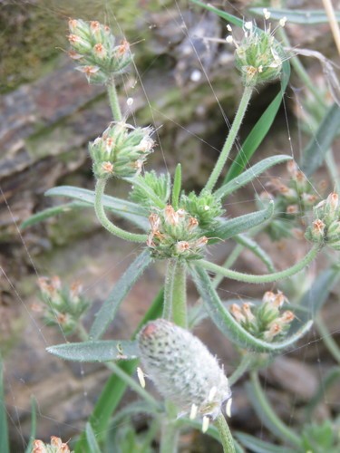 Zaragatona (Plantago afra) - PictureThis