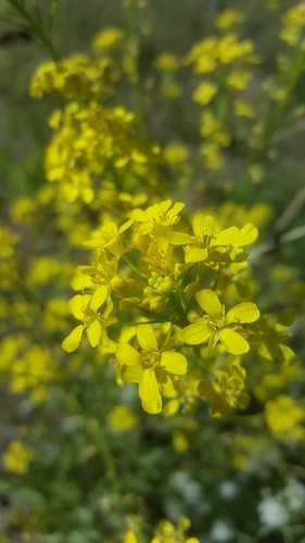 Bunia oriental (Bunias orientalis) - PictureThis
