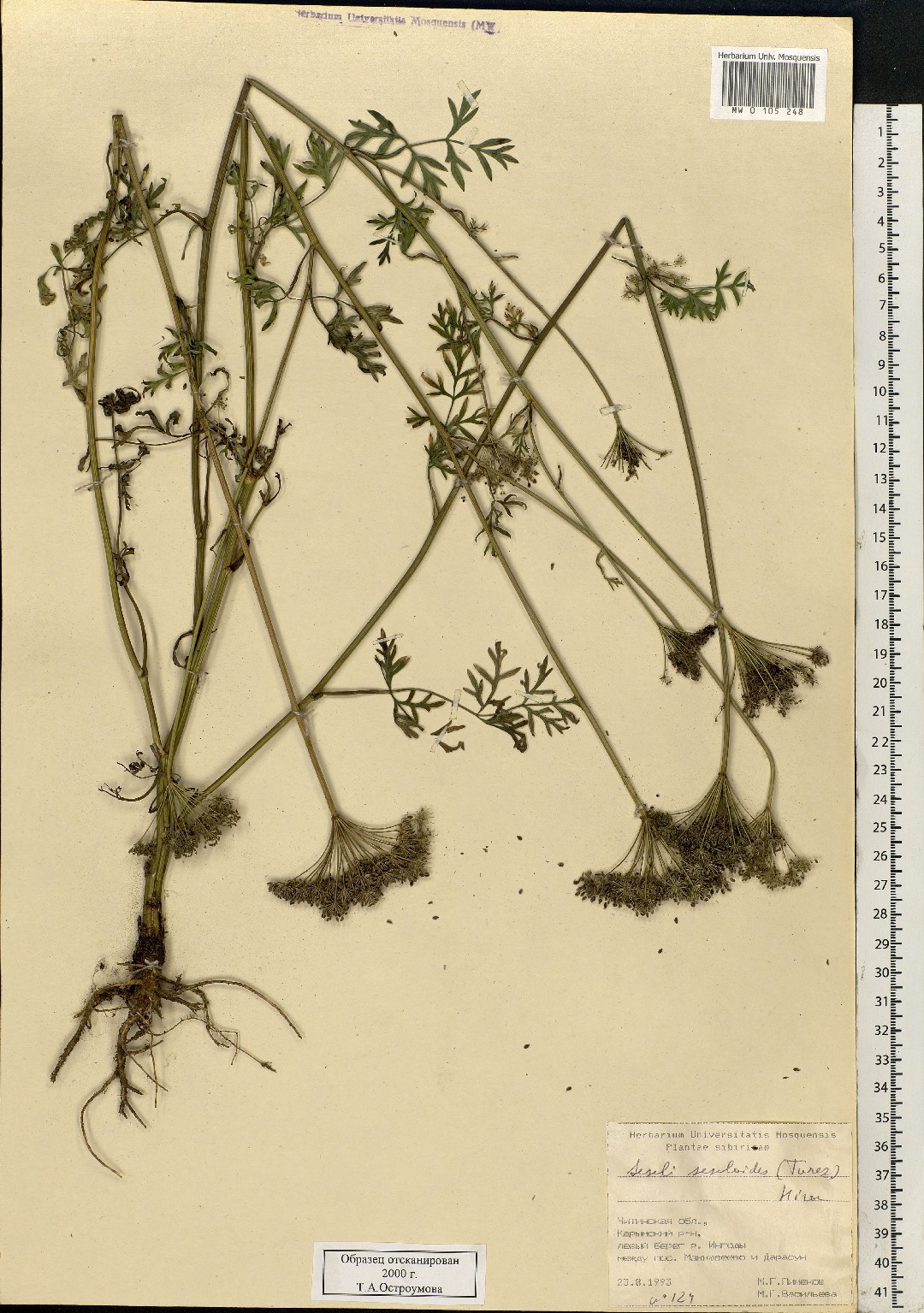 Sesel-like libanotis Care (Watering, Fertilize, Pruning, Propagation ...