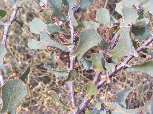Hakea prostrata - PictureThis