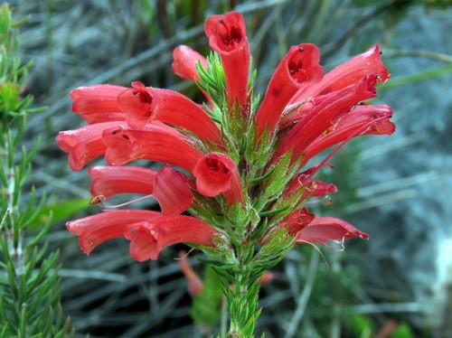 Erica abietina - PictureThis